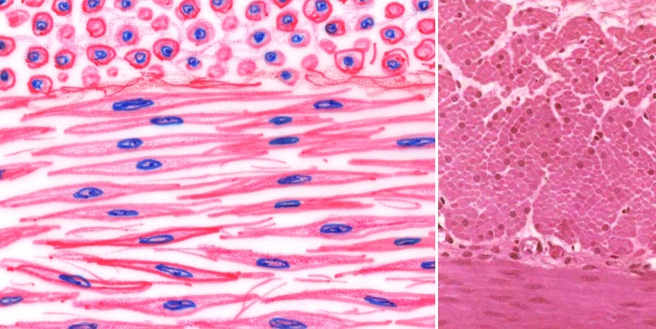 Skeletal Muscle Cell Diagram Microscope